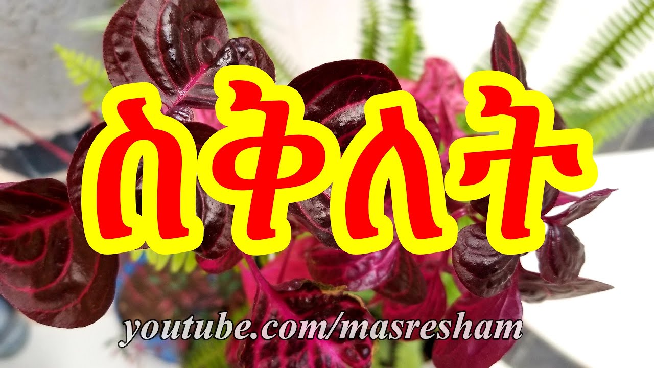 ስቅለት - Siklet - YouTube