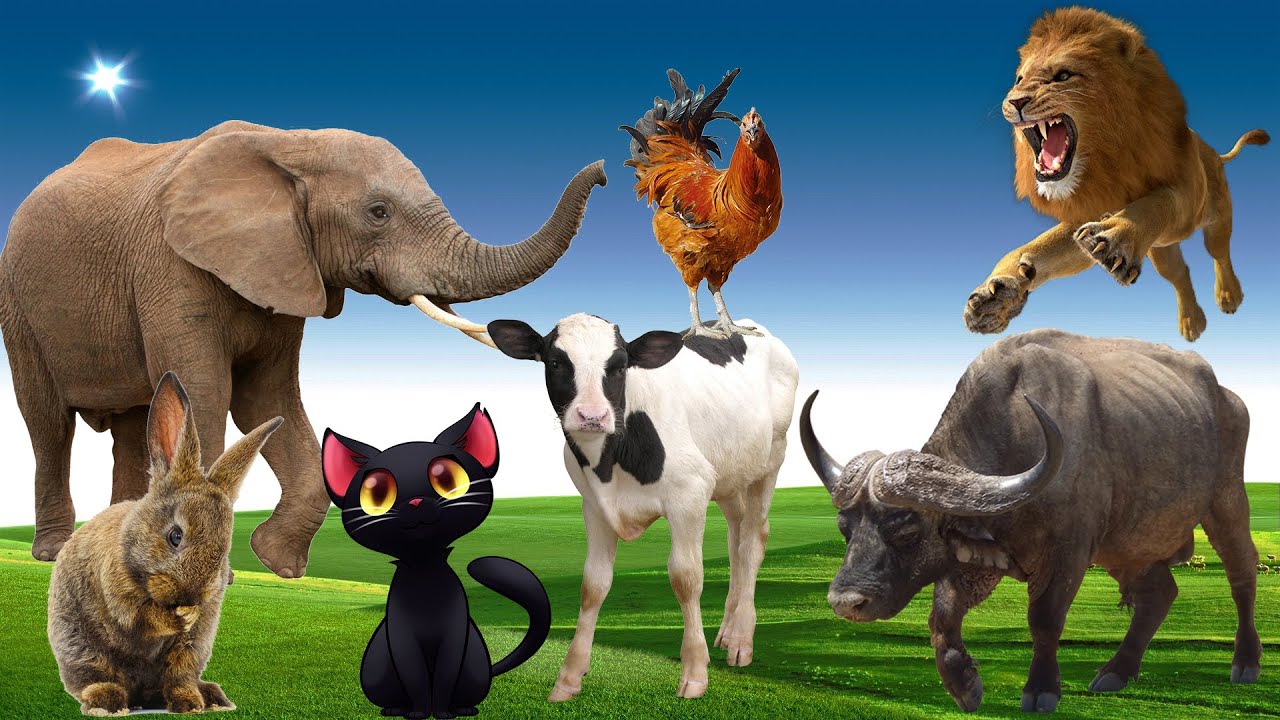 ANIMAL SOUNDS AND ACTIVITIES: COW, CAT, CHICKEN, DOG, PIG, MONKEY, GOAT ...