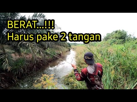 Mancing sehabis Hujan, Ikan Gabusnya Ganas-Ganas - YouTube