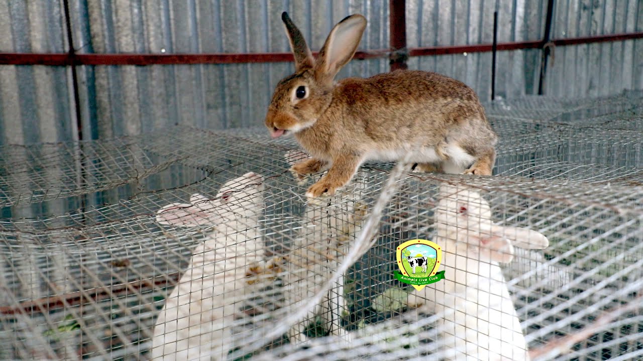 Kids - Rabbit - Muyal - Cute and Funny Baby Bunny Rabbit Videos Baby ...