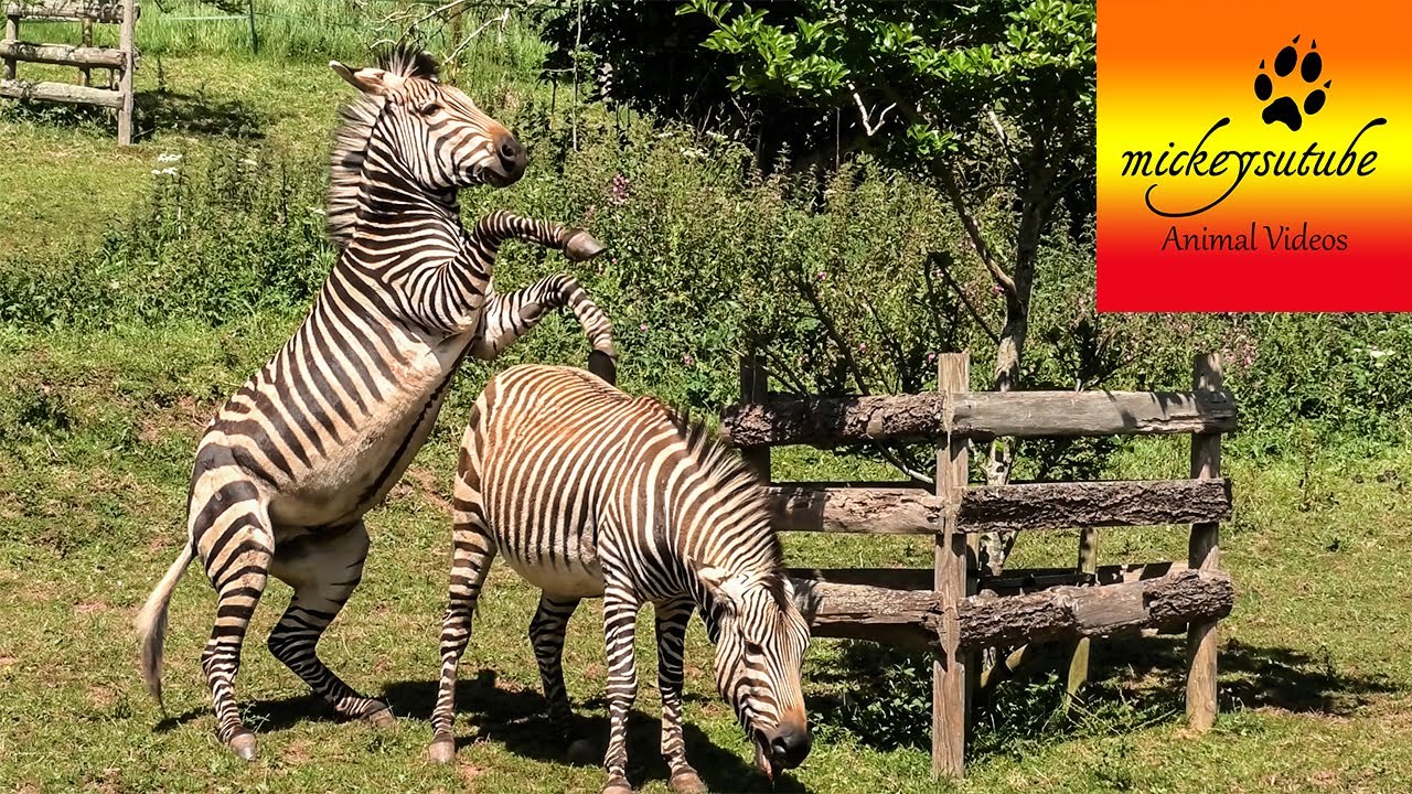 Zebra Courtship at Paignton Zoo - YouTube