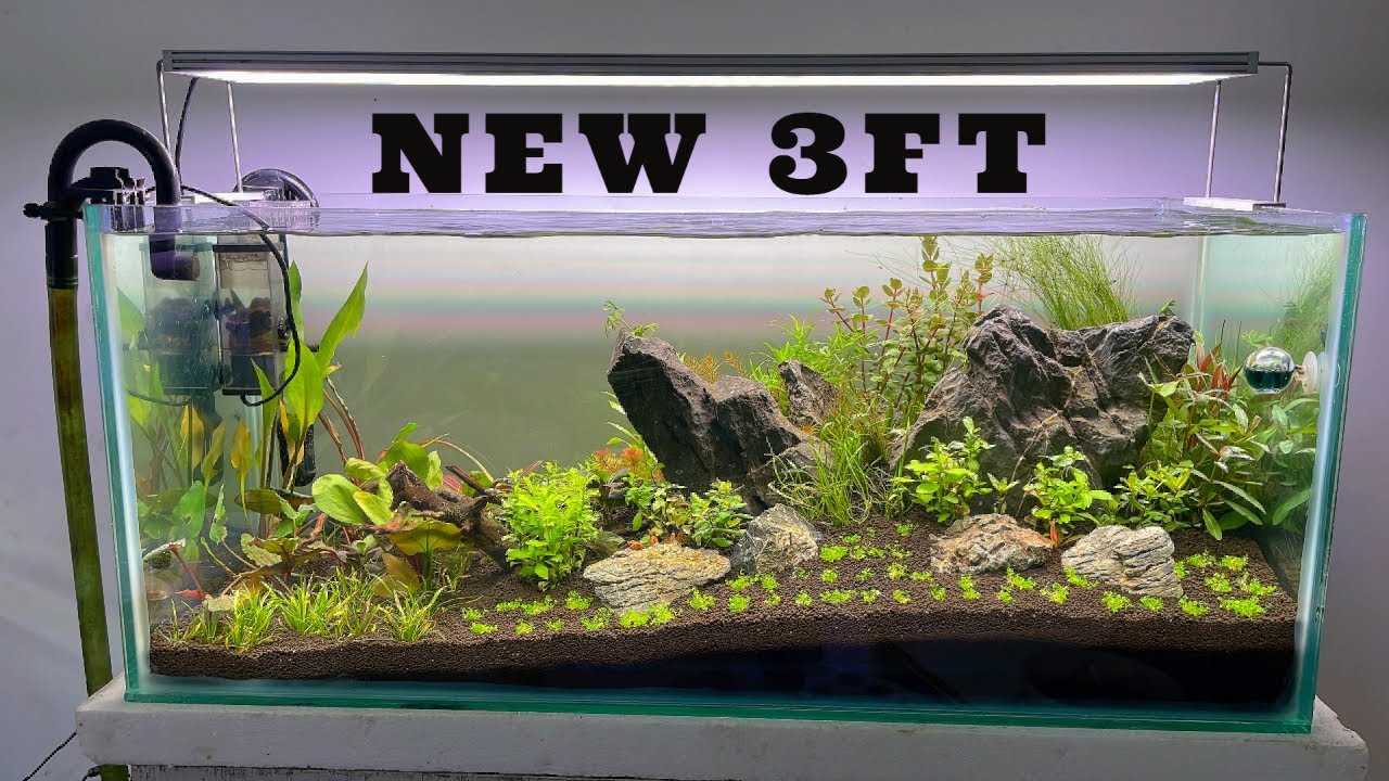 New 3 Ft Planted Tank Complete Planted Aquarium Setup Planted Tank