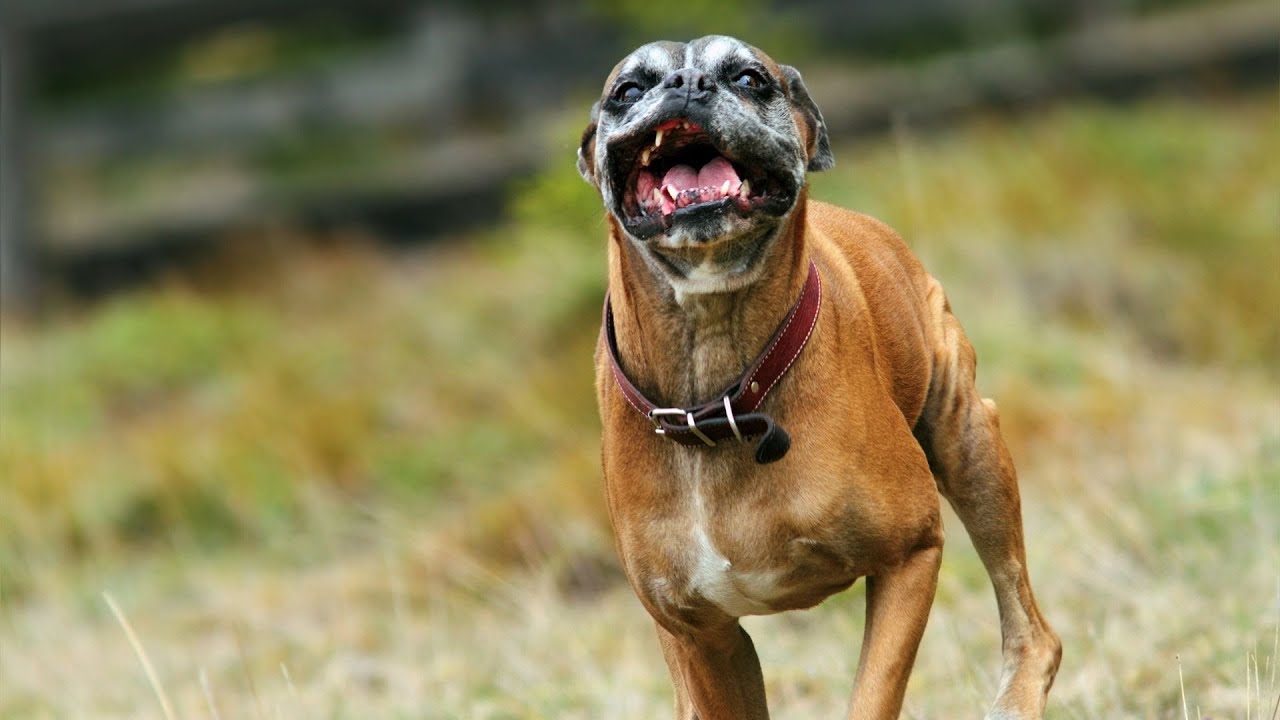 Boxer Dog and the Tennis Ball Fetching Fun Galore! - YouTube