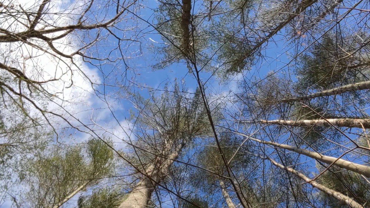 Wind whistling through the pine forest - YouTube