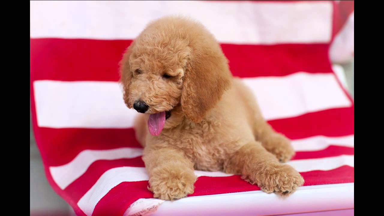 This video is about our dear Beo - standard poodle puppy. - YouTube