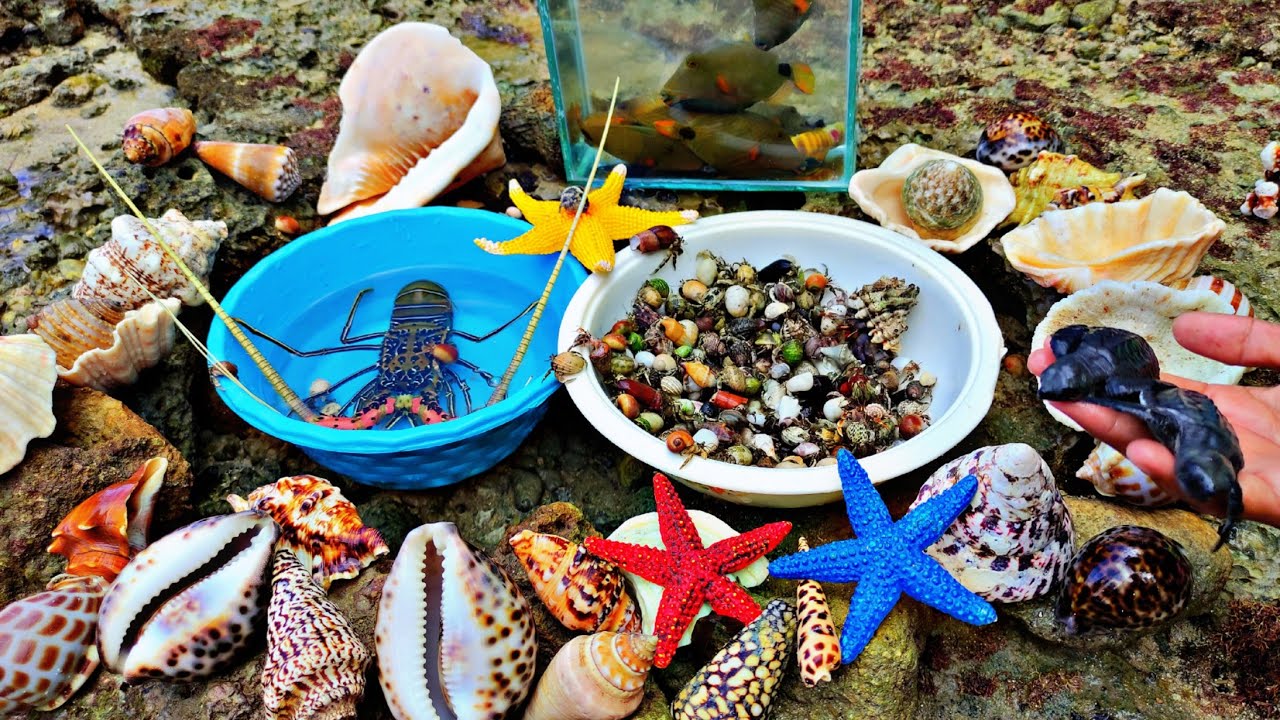 Mencari Kelomang super Raksasa,ikan hias laut,Bintang laut Besar ...
