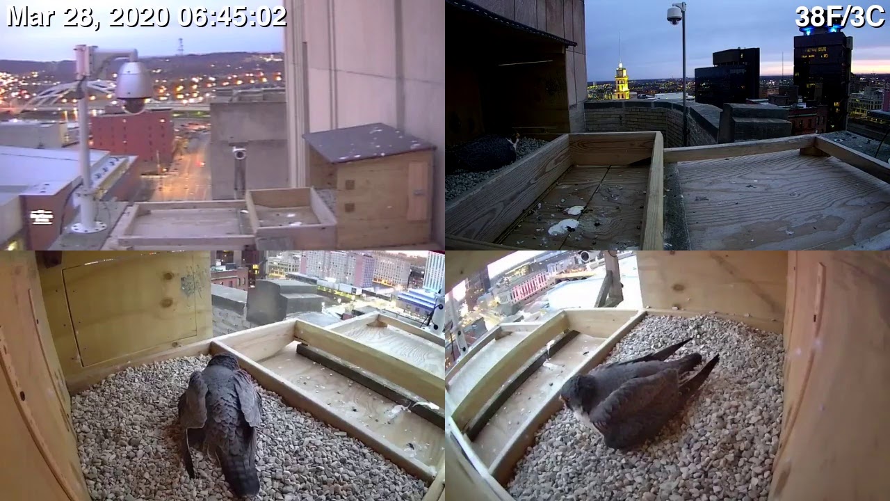 Rfalconcam Channel 2 Live - YouTube