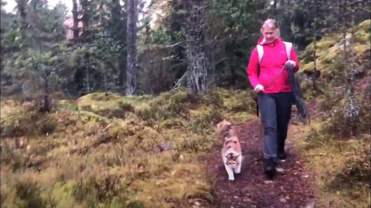 Maine Coon Cat: Walking The Cat (Spot the white-tailed deers!) - YouTube