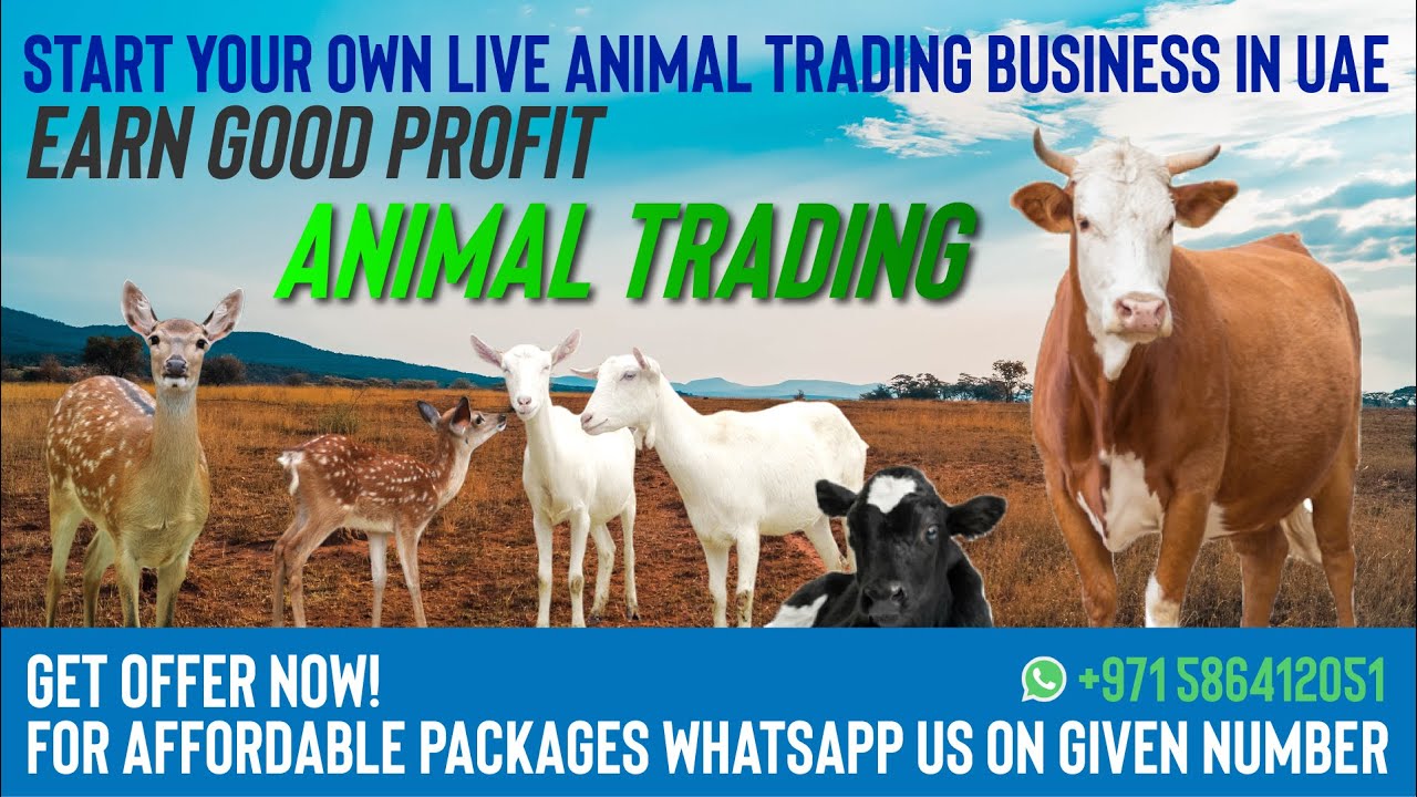 Start your Own Live Animal Trading Business in UAE | Animal trading in ...