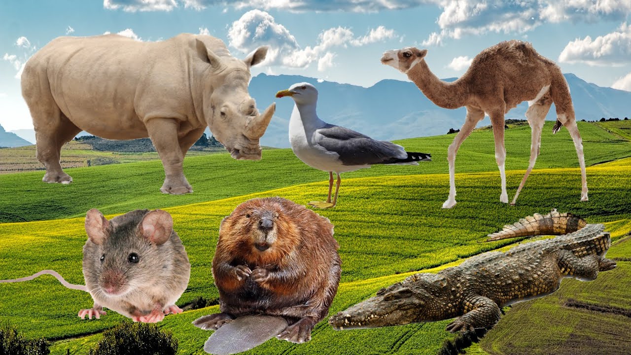 Wonderful Animal Sounds: CAMEL, RHINO, MAUSE, BEAVER, GULL, CROCODILE ...