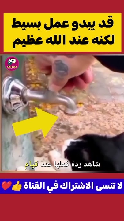 ما فعله هذا الرجل للقطة مدهش للغاية Shorts Shortsvideo Short تعلم مضحك Youtube