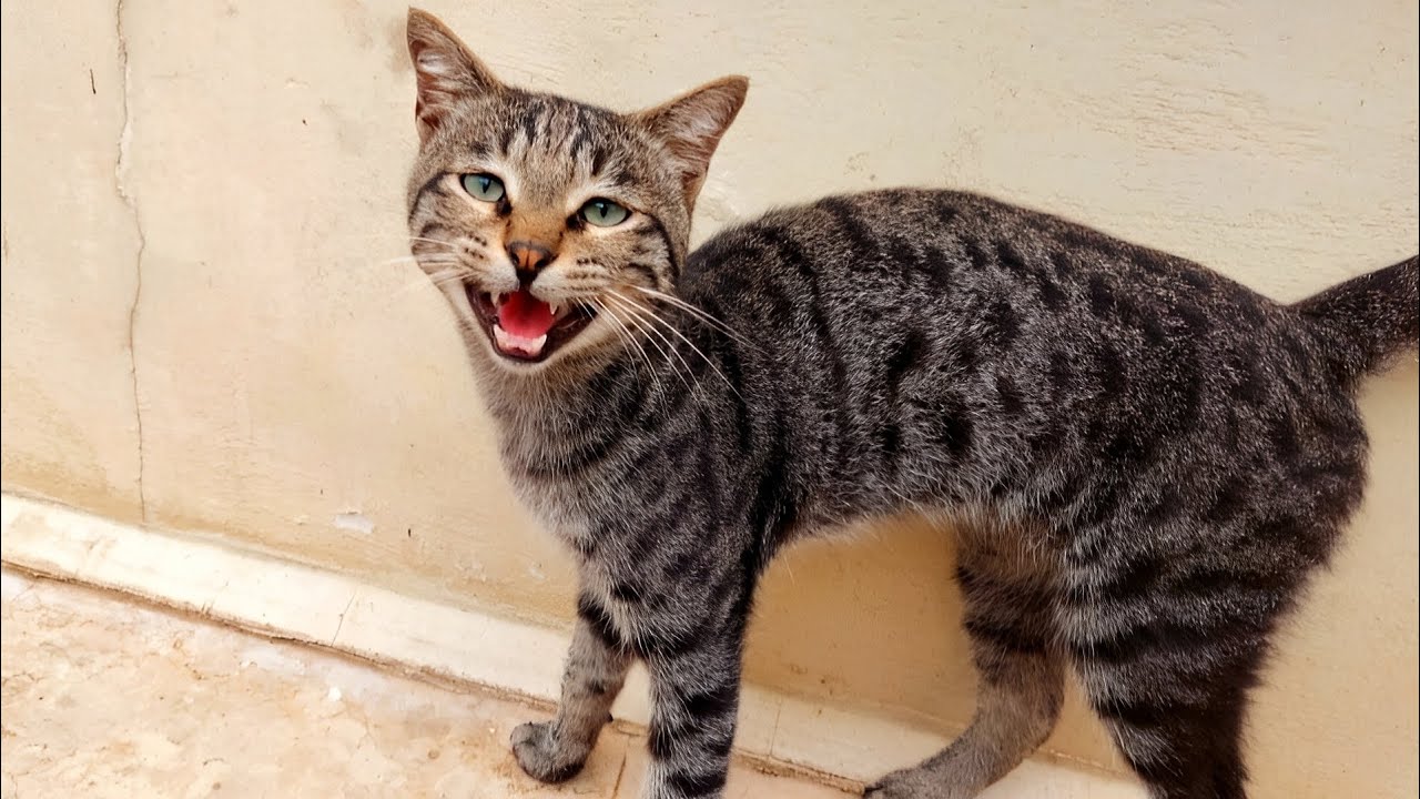 How to pet the cute Stray Tomcat - YouTube