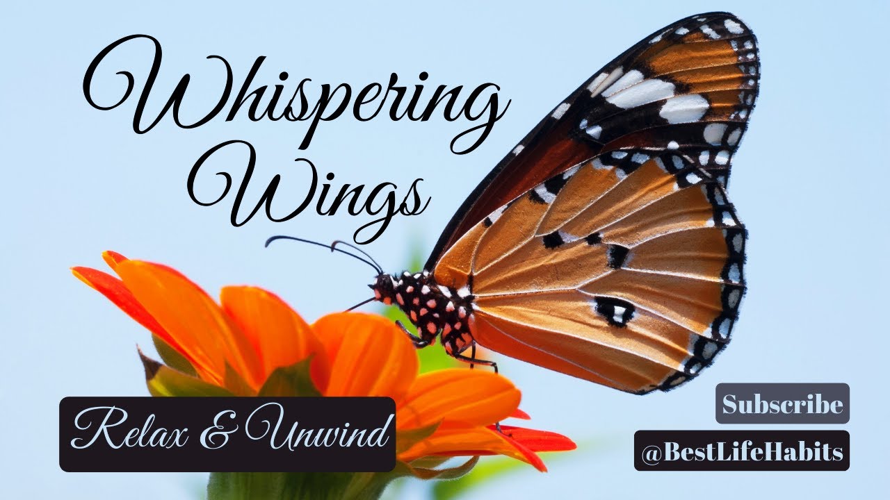 The Most Beautiful Butterflies with Relaxing Music and Nature Sounds ...