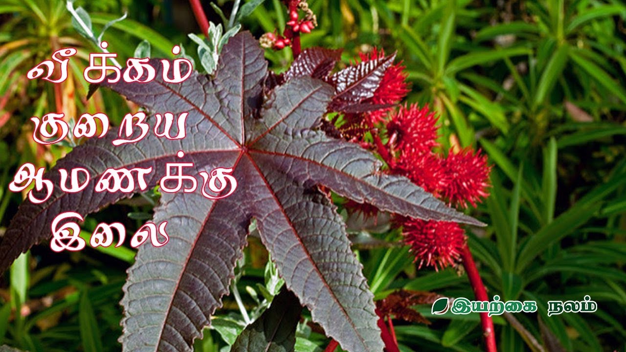 வீக்கம் குறைய ஆமணக்கு இலை | Amanakku leaf uses in Tamil - YouTube