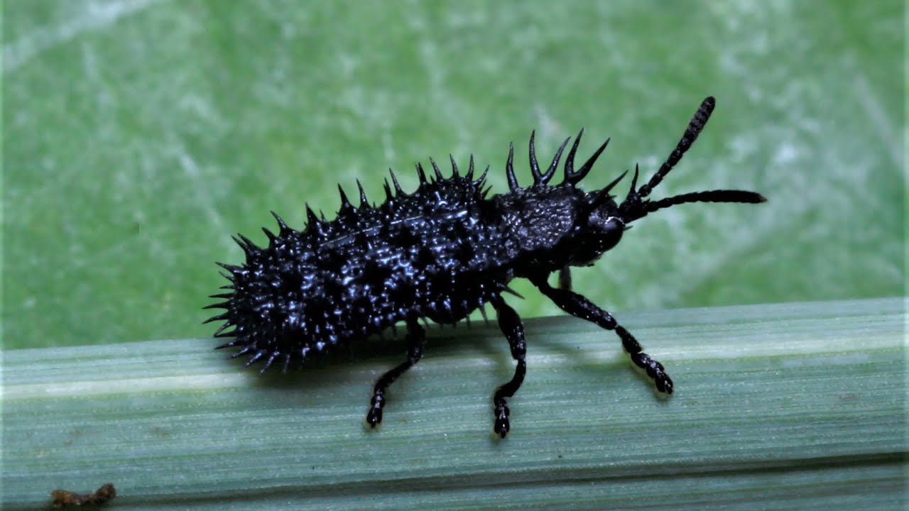 SPIKY BUG - YouTube