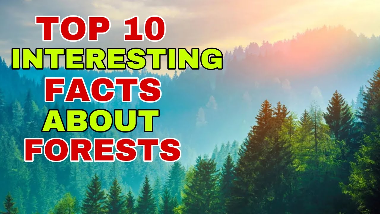 TOP 10 INTERESTING FACTS About Forests (Facts To Know) - YouTube
