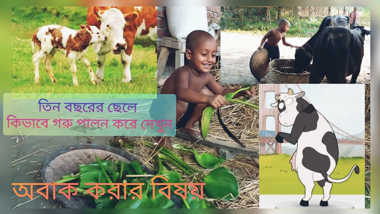 অবাক করার বিষয়। তিন বছরের ছেলে🐄 গরু রাখে কিভাবে। দেড় লাখ টাকার মালিক ...
