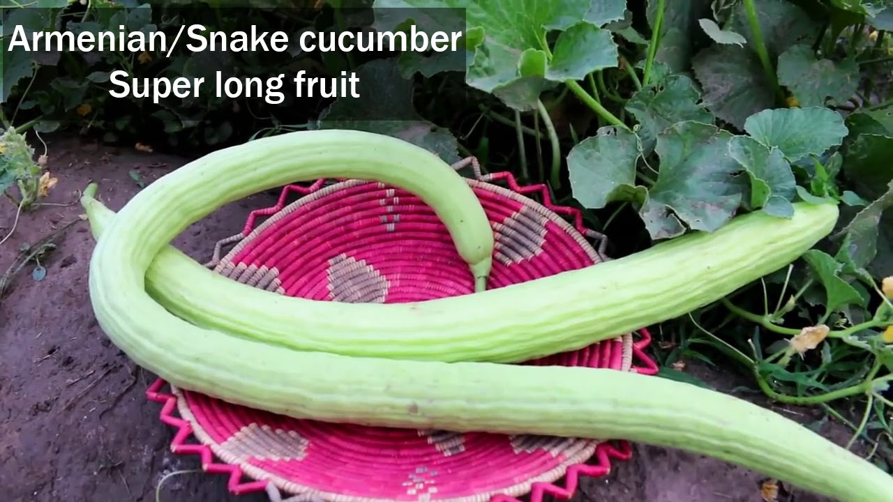 Armenian / Snake cucumber | A super long delicious vegetable - YouTube