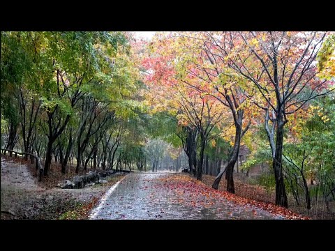Sonbaharla gelen sakin yağmur - Güzel mevsim yağmur sesiyle iyileşin. Stresten kurtulun