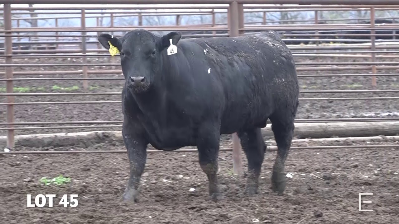Ogden Angus Ranch LOT 45 - YouTube