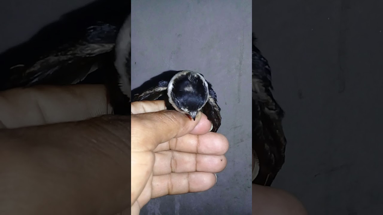 El pajaro macua - YouTube