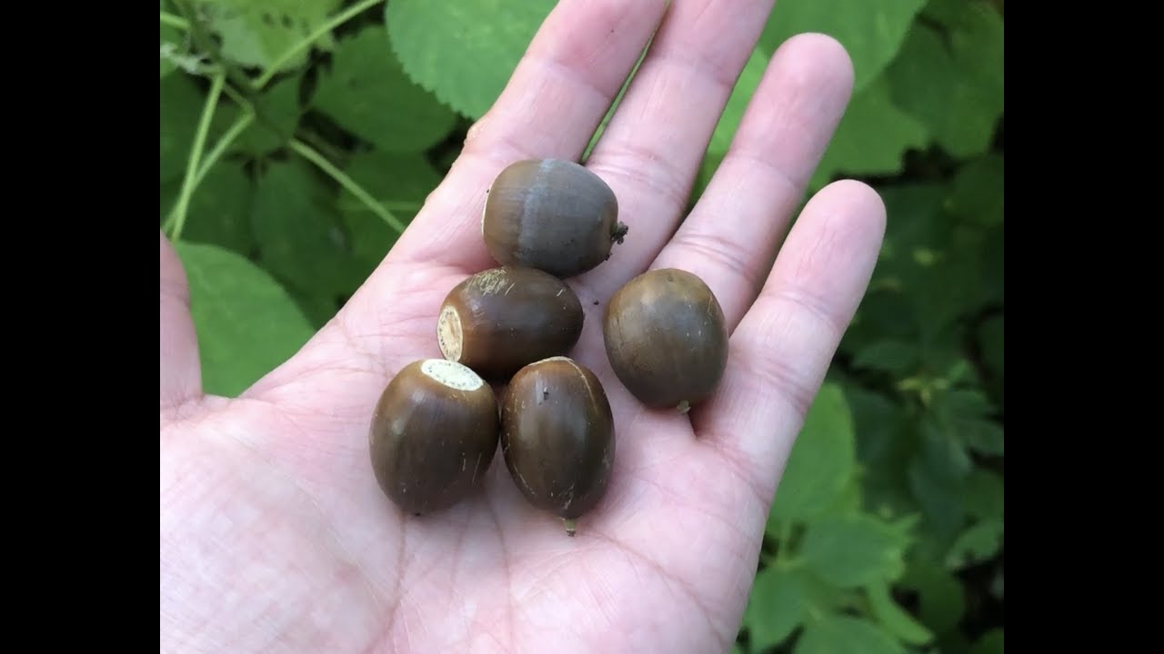 Deer Hunting Tips: #1 Early Season Food Source = Hunt ACORNS - YouTube