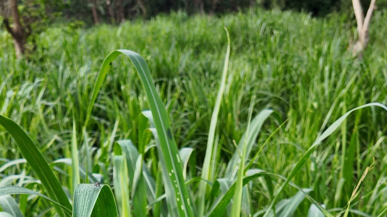 Juncao grass - YouTube