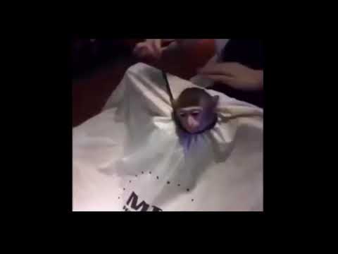 Monkey getting his hair cut for 1 hour - YouTube