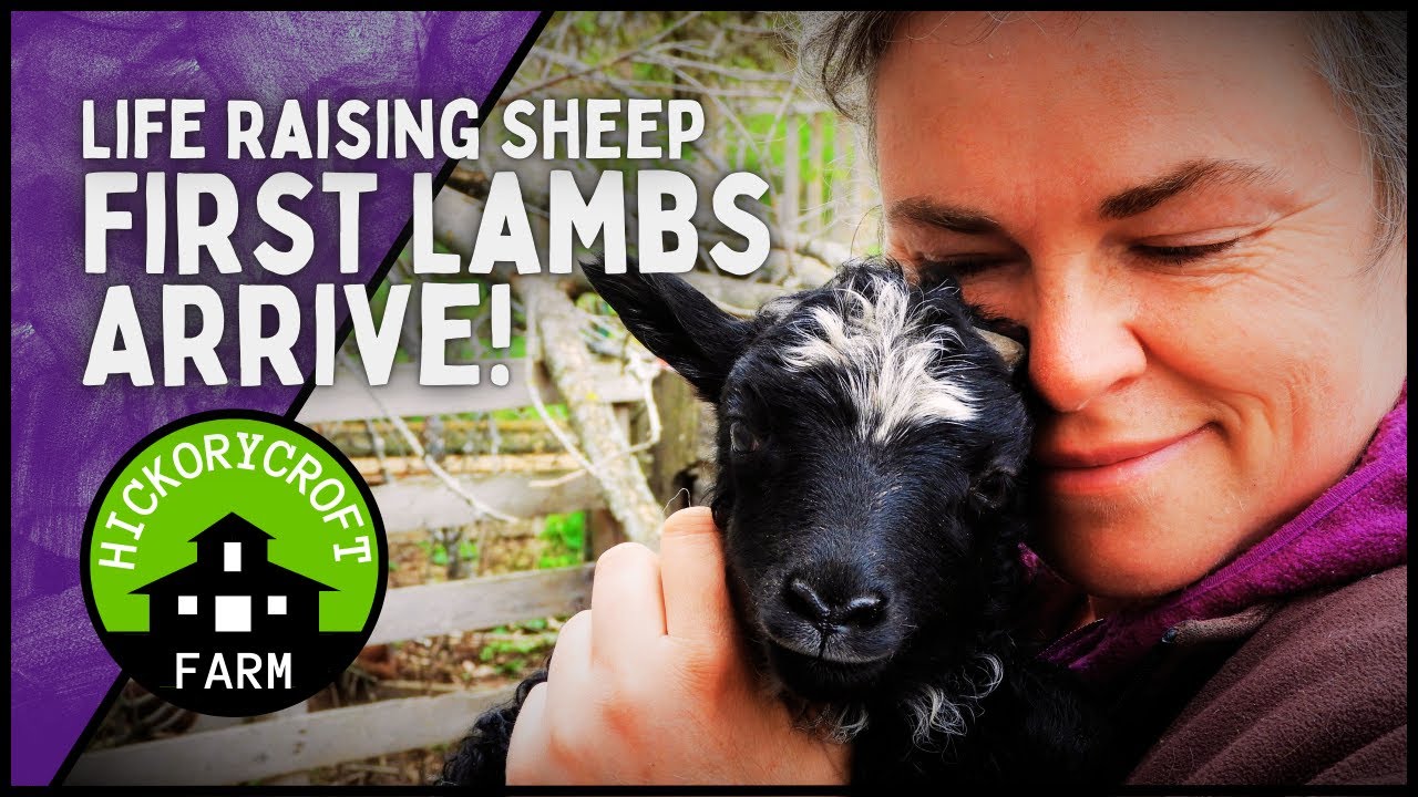 Life RAISING SHEEP: First Lambs Of The Year Arrive In The Dark ...