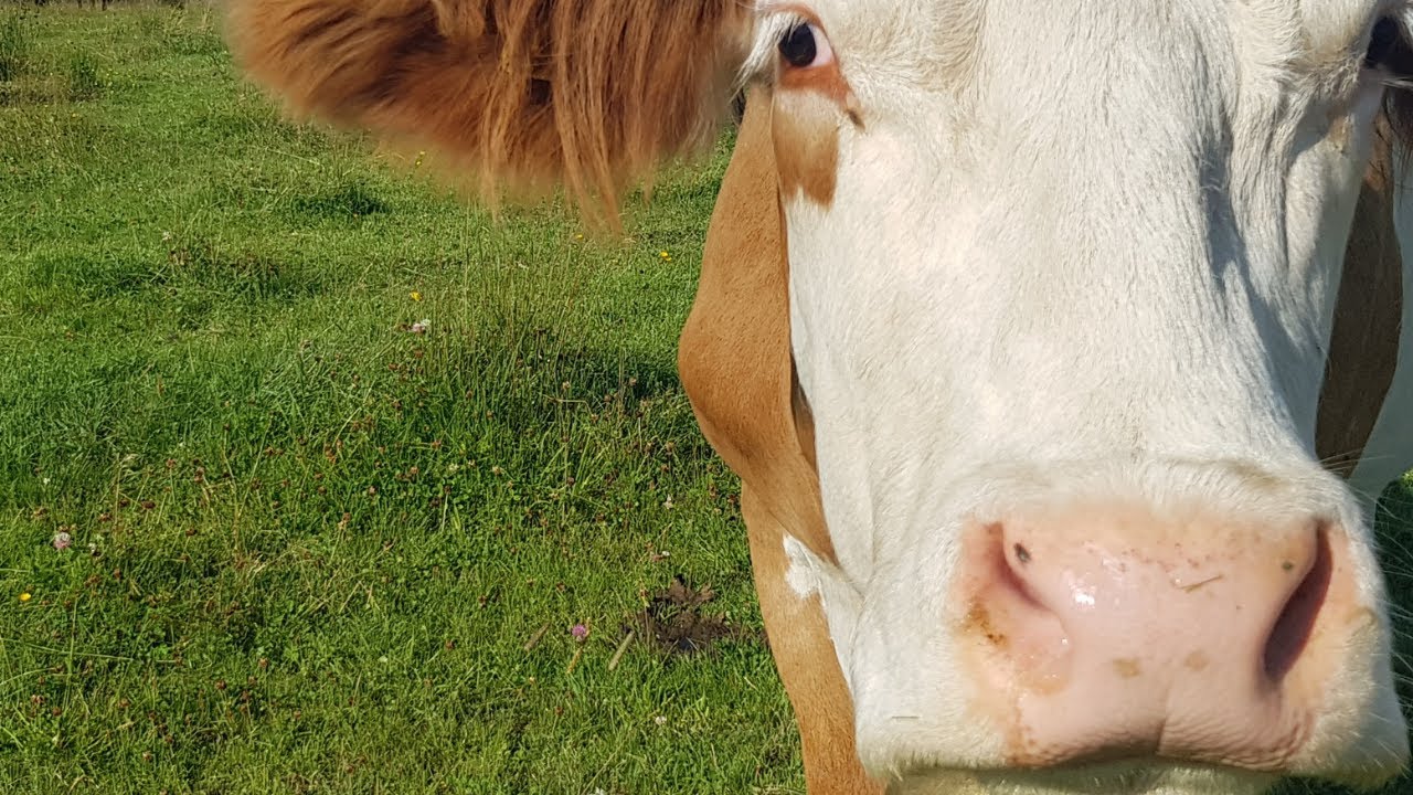 Relaxing Cow Video 🐄 Countryside Sounds 🐄 - YouTube
