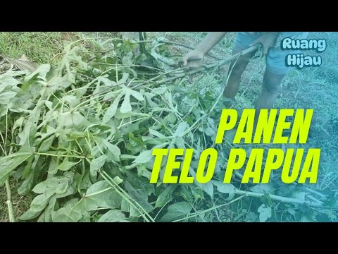 Panen Telo Papua, Hijauan Pakan Ternak Yang Bikin Untung - YouTube