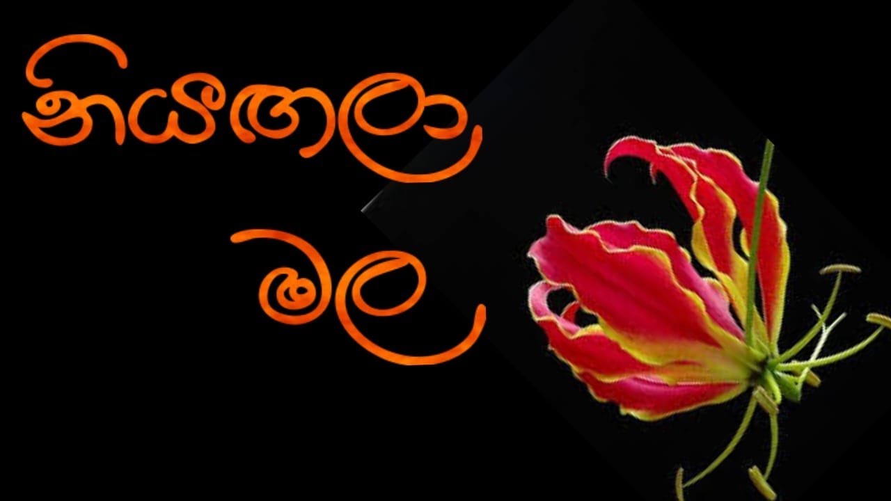 Niyagala Flower | Flame Illy | Glorisa Superba | Sith Rata | Glory Lily ...