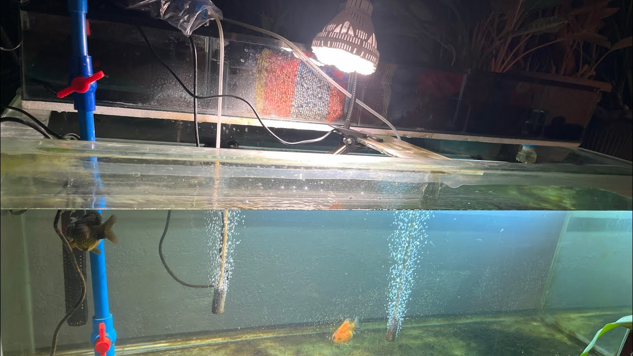 Unboxing Sansi Light Color Enhancer For Goldfish & Promote Green Algae ...