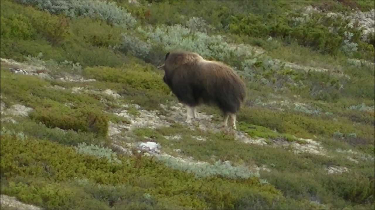 Dovrefjell Muskus Os / Musk ox - YouTube