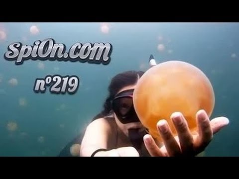 Le Zap de Spi0n n°219 - Win Fail Compilation 2014 - YouTube