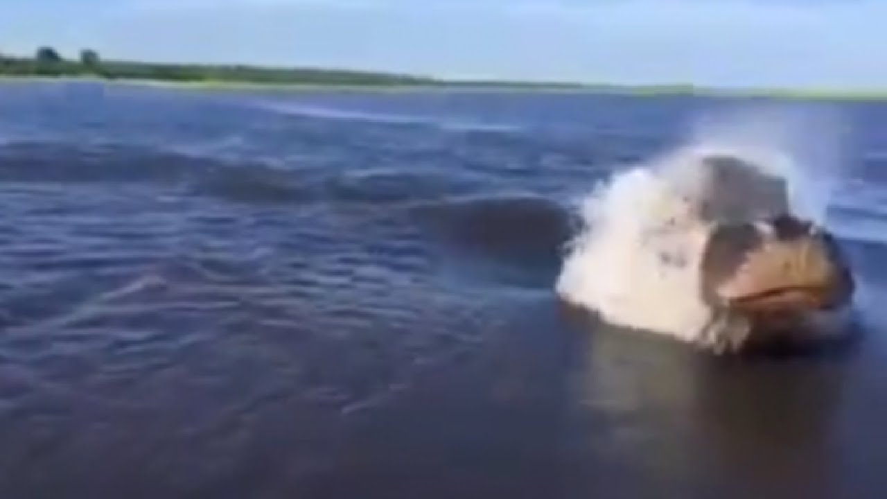 Being Chased By A Hippo Is Way More Terrifying Than It Sounds - YouTube