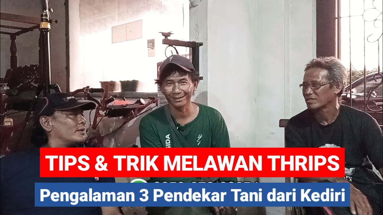 TIPS DAN TRIK PERANG MELAWAN THRIPS - Pengalaman 3 Pendekar Tani dari ...