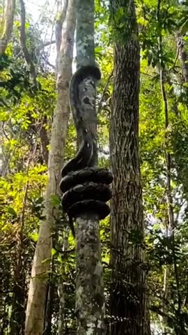 The incredible technique a giant python uses to climb a tree - YouTube