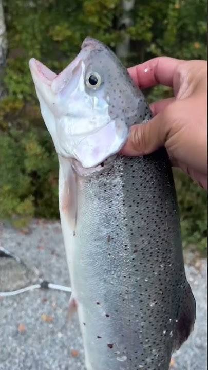 Ang Laki Ng Nahuli Namin Na Rainbow Trout//Pink Salmon - YouTube