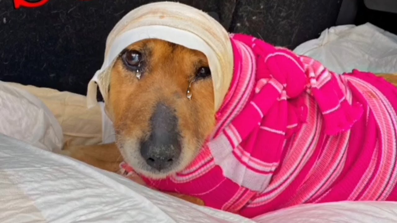 The Owner Poured Hot Water On His Head, The Poor Dog Was Shocked After ...