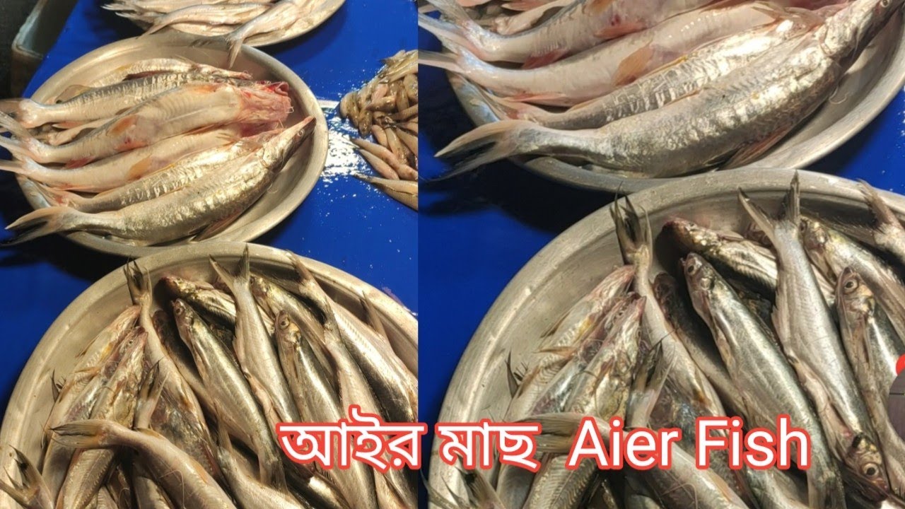 ''আইর মাছ'' Aier Fish in Bangladesh'' Bangladeshi Street Fish ''Deshi ...