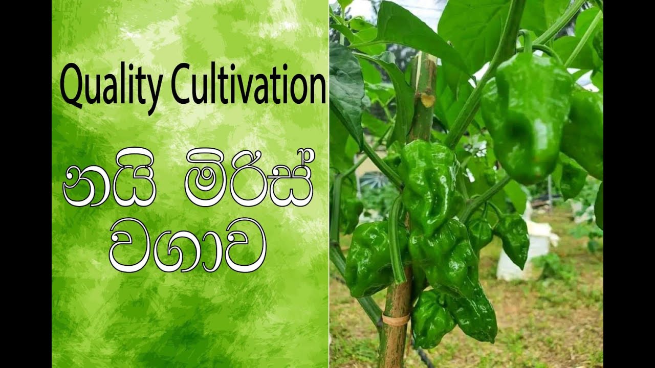 නයි මිරිස් වගාව මුල සිට සරලව scotch bonnet planting is simple Nai Miris ...