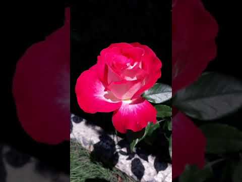 sevən saf sevgiylə gərək sevməli Yazan Elvin Şükürov səsləndirən Asəf Şükürov