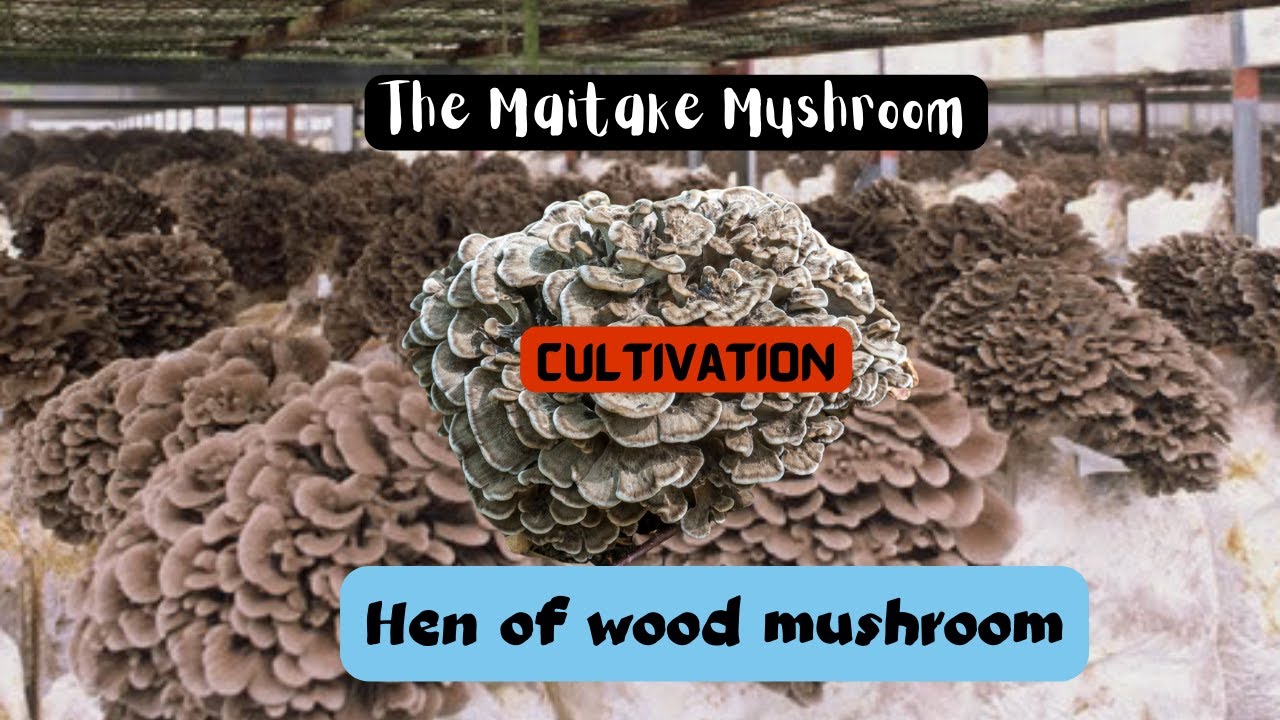 Maitake Mushroom Cultivation Technology | HEN OF WOOD | Grifola ...
