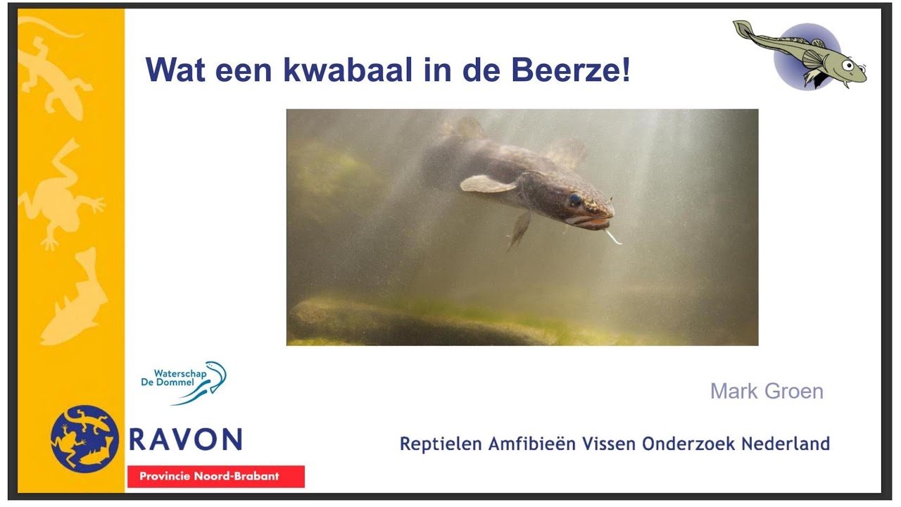 Wat een kwabaal in de Beerze! Mark Groen, Ravon - YouTube
