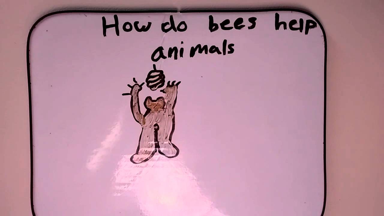 What would happen if all the bees died - YouTube