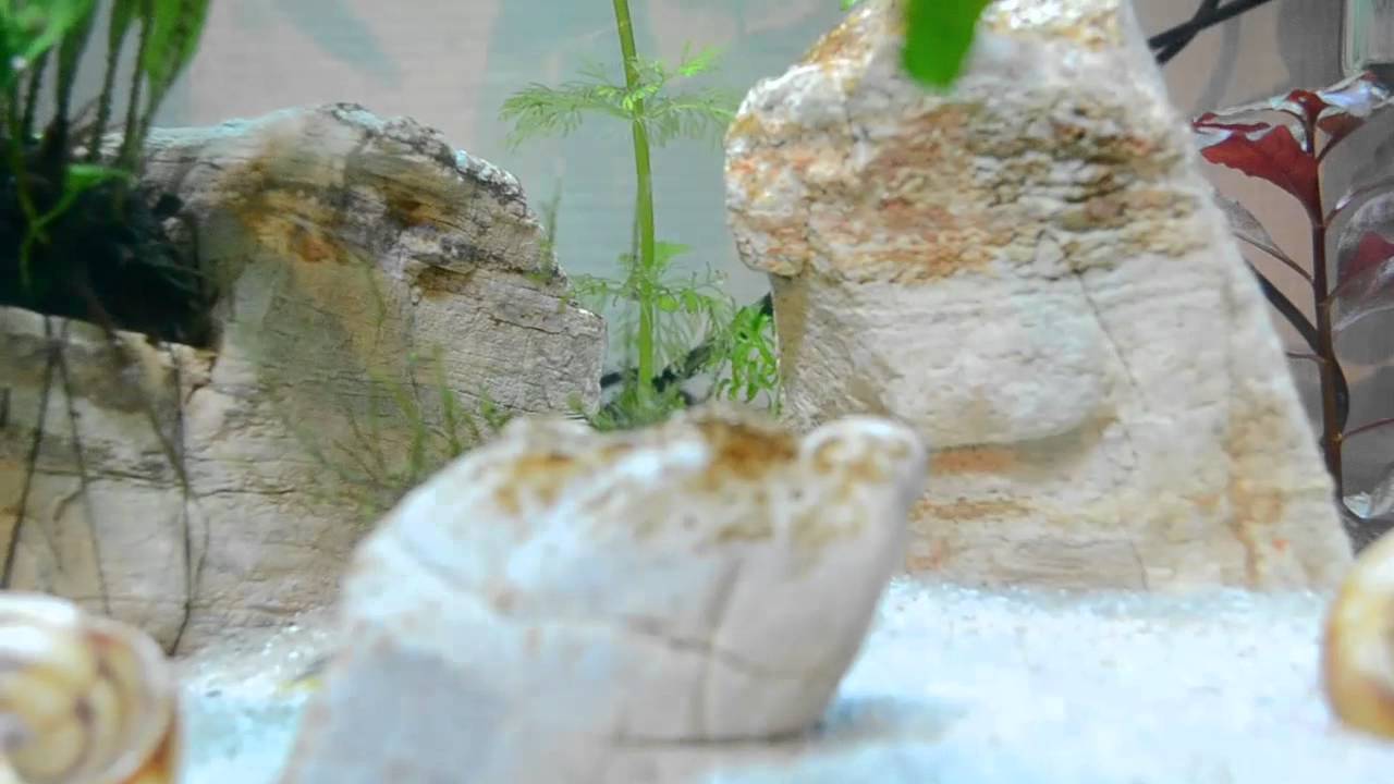 Auratus Fry Week 2: Healthy and Growing - YouTube