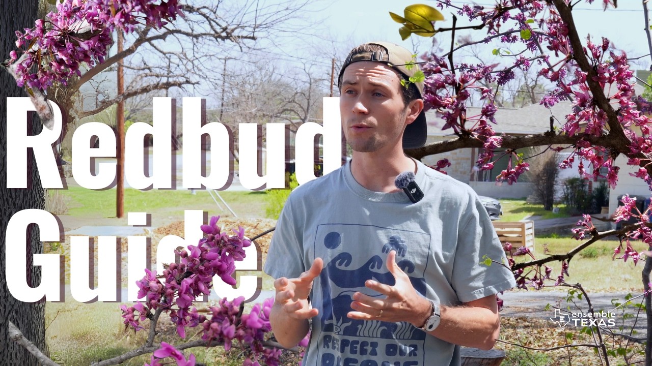 Texas Redbud Tree: Complete Guide for Planting, Care, & Design - YouTube