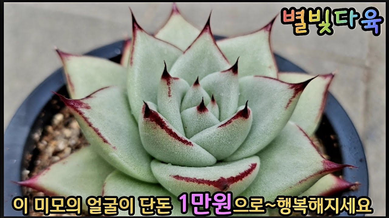 221201다육이별빛다육명품다육환엽연꽃마리아토스카넬리뫼비우스금레드다이아몬드펄귀품다육요나스쿨노블마리아