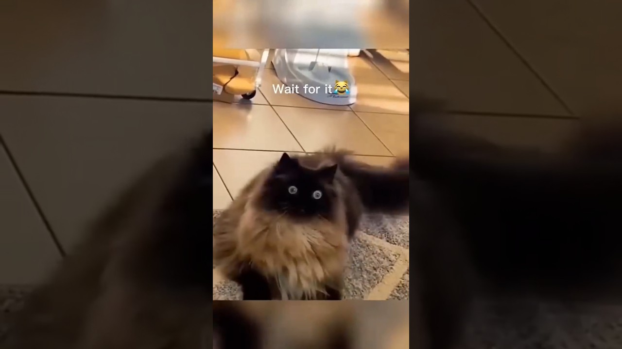 Try not to laugh 😂 ultra funny - YouTube